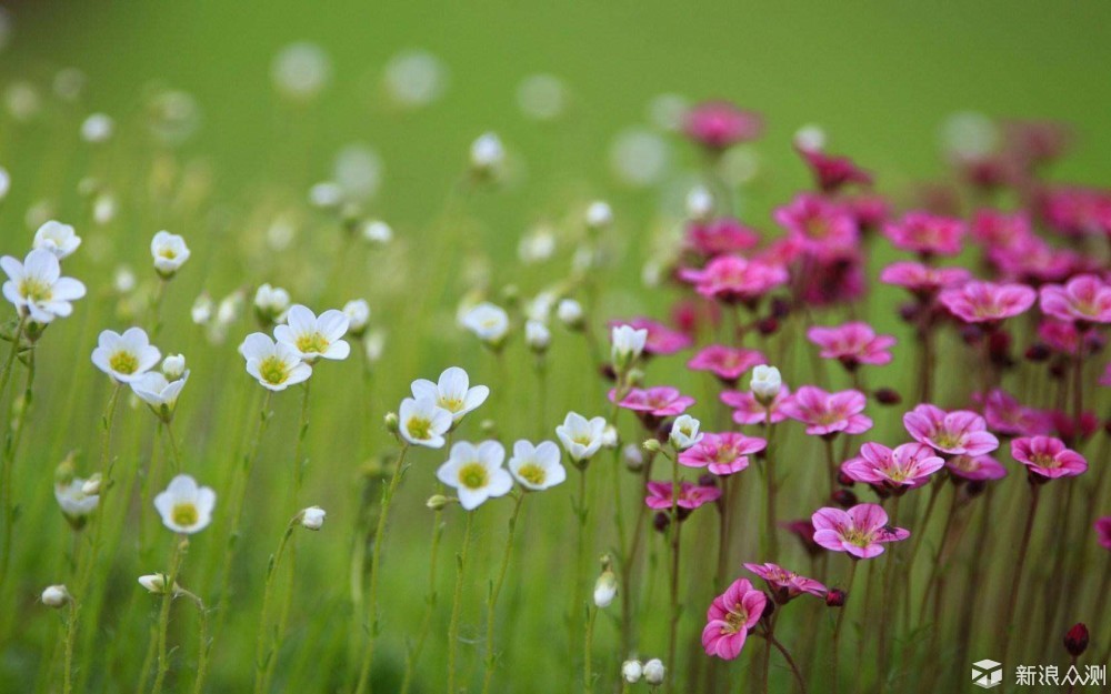 看完就会拍，手把手教你拍出背景虚化的照片_原创_新浪众测